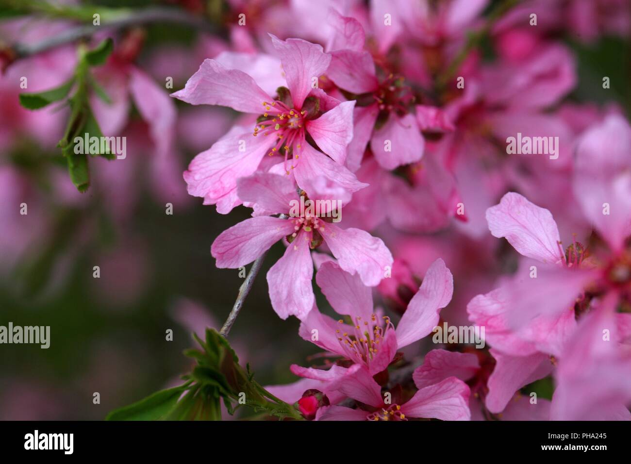 Flowers of the Russian Almond Tree (Prunus tenella Stock Photo - Alamy