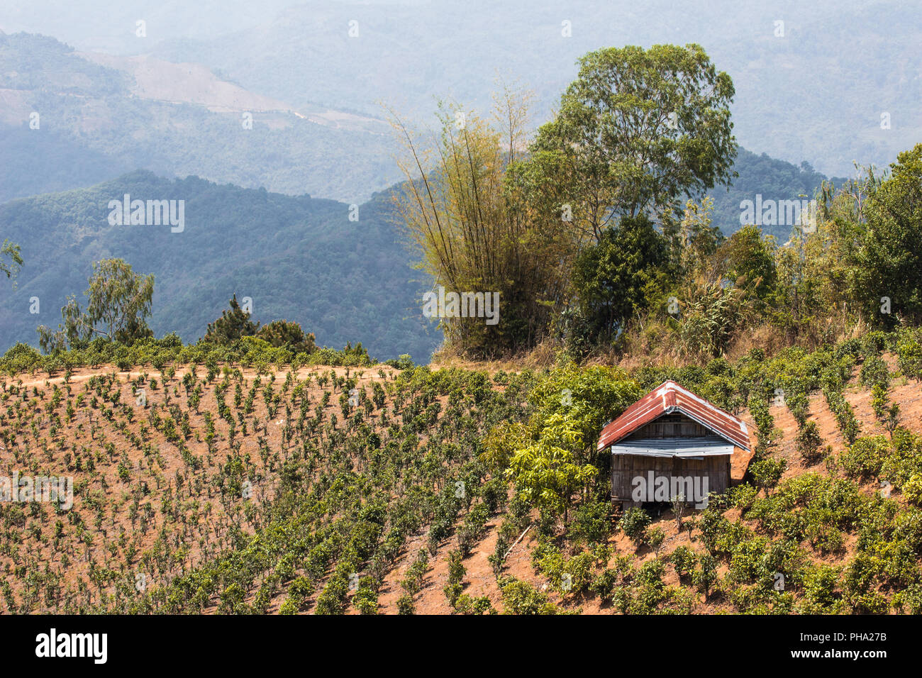 Tree plantat hi-res stock photography and images - Alamy