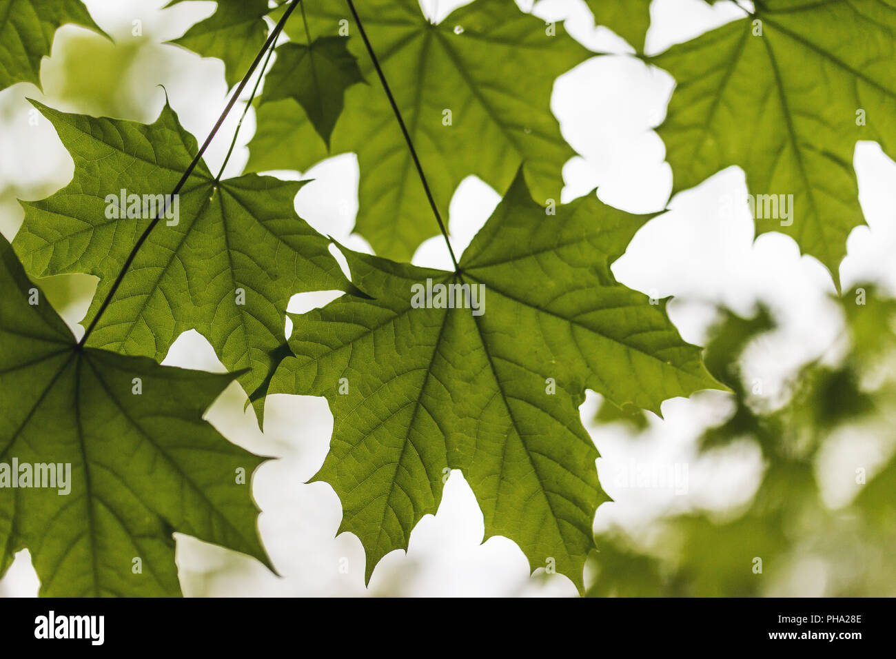 Very young maple tree in the forest in spring hi-res stock photography ...