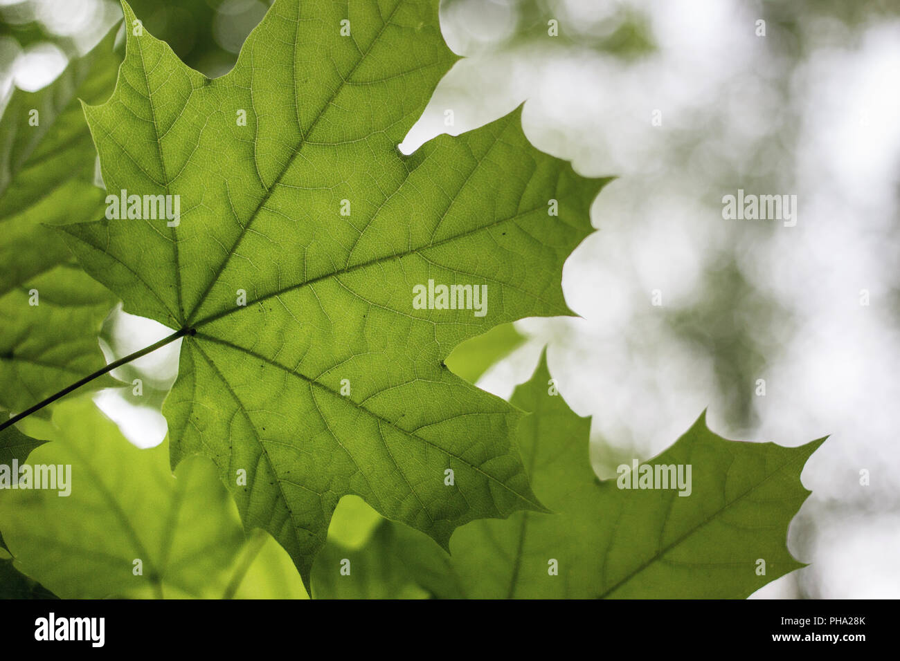 Green maple leaves in spring (Acer platanoides Stock Photo - Alamy