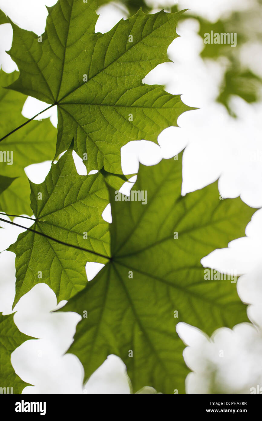 Very young maple tree in the forest in spring hi-res stock photography ...