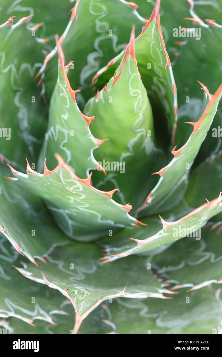 Agave plant macro detail Stock Photo - Alamy