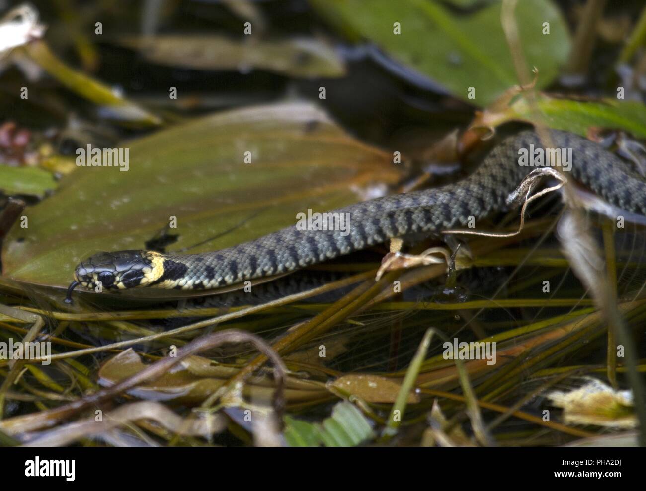 Ringed Snake, Water Snake, European grass snake Stock Photo - Alamy