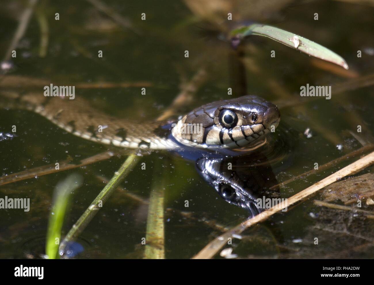 Ringed Snake, Water Snake, European grass snake Stock Photo - Alamy