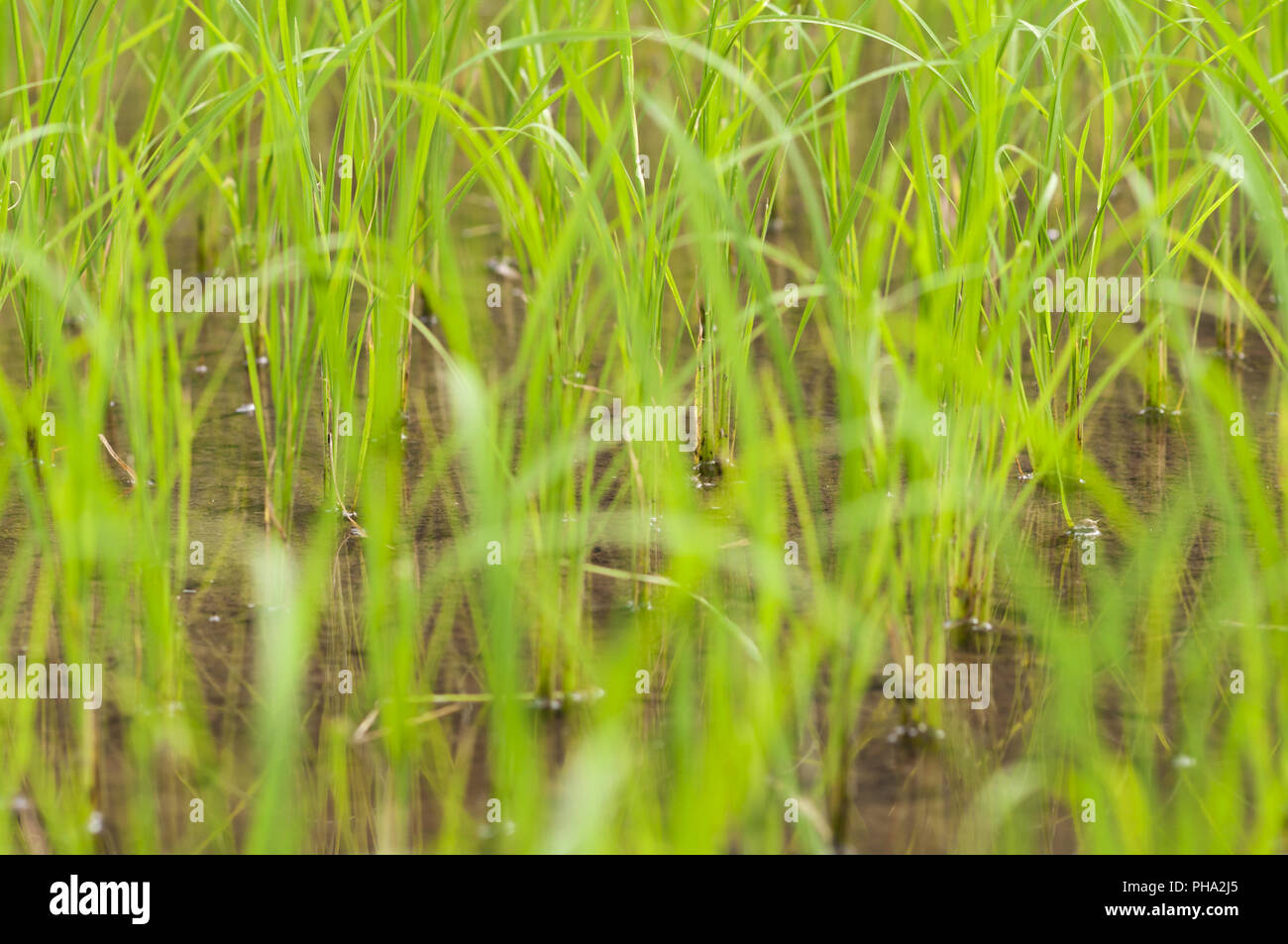 Philippines rice field hi-res stock photography and images - Alamy