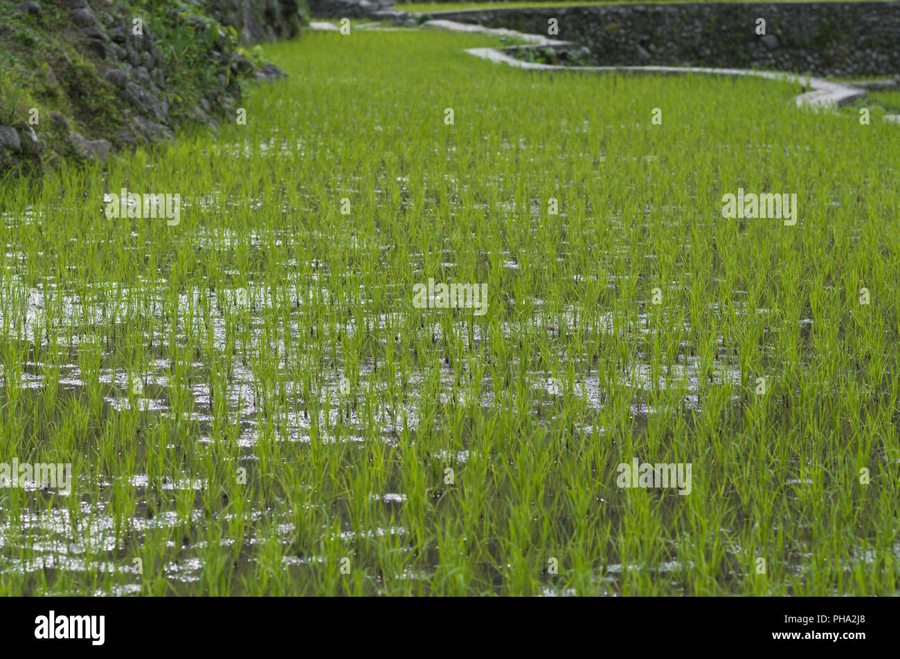 Green rice field on the island of Luzon, Philippines Stock Photo - Alamy