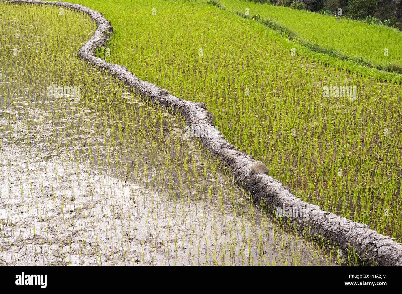 Green rice field on the island of Luzon, Philippines Stock Photo - Alamy