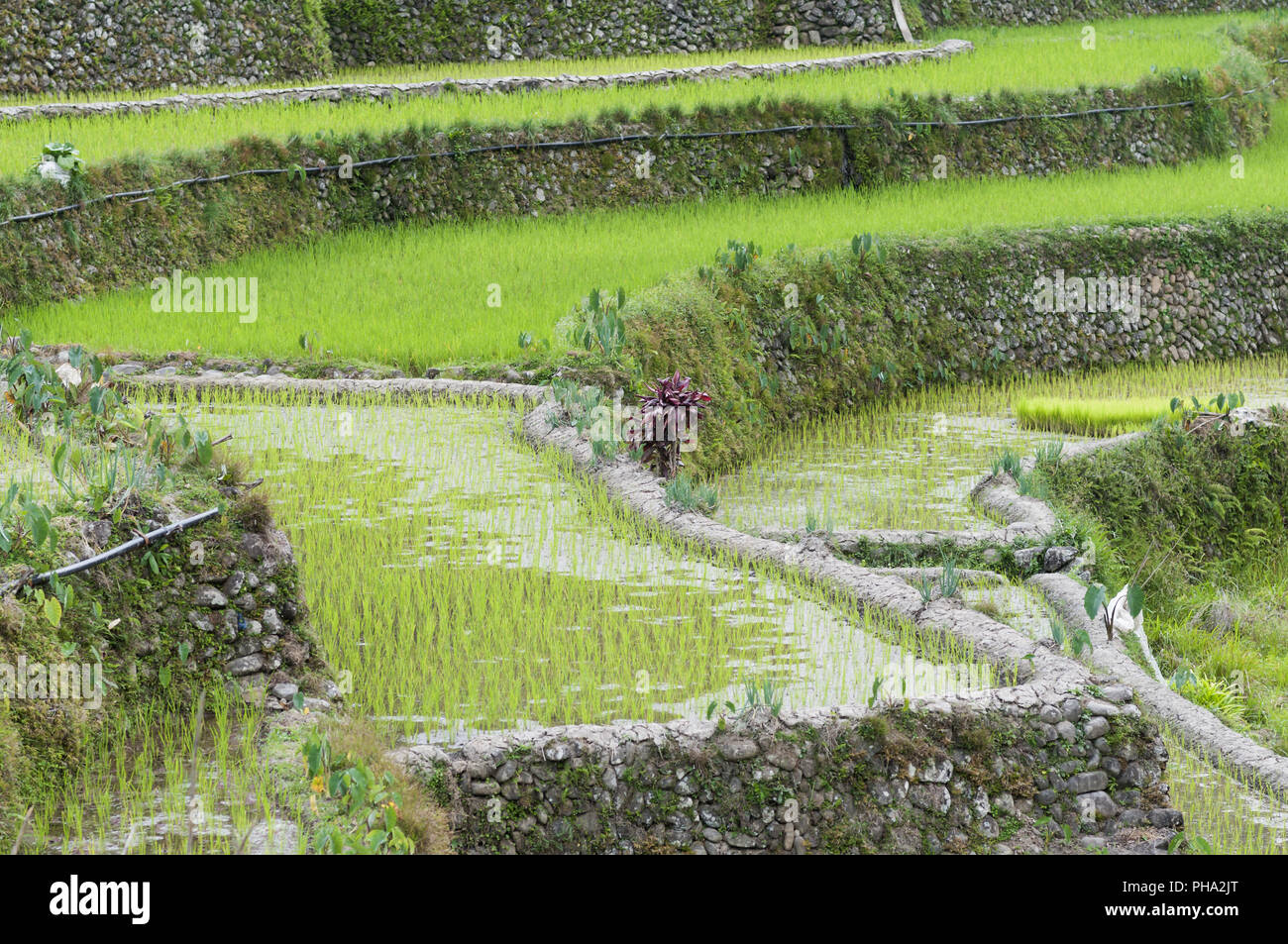 Rice terraces around Banaue Luzon Island, Philippines Stock Photo - Alamy