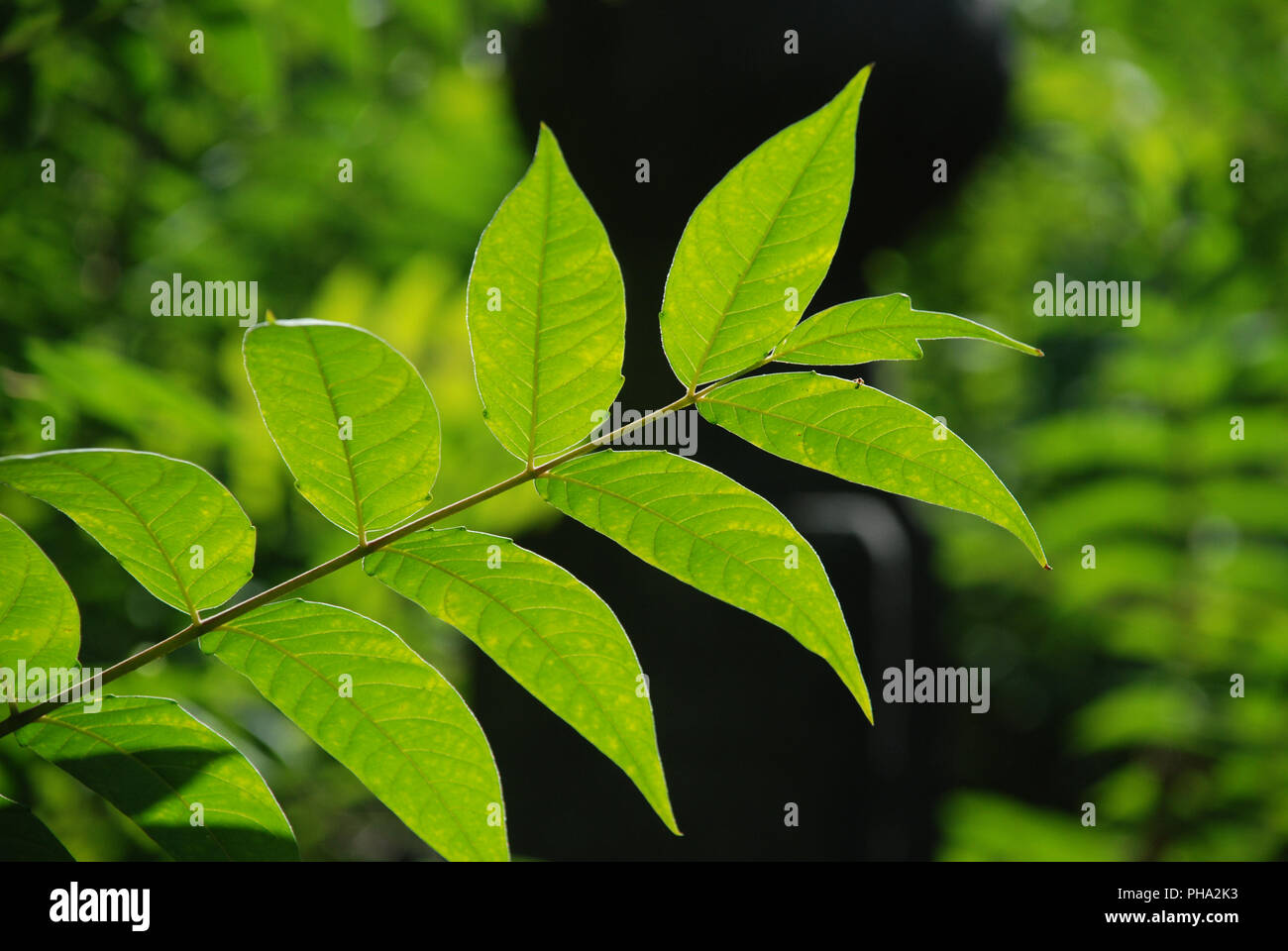 Leafy green branch hi-res stock photography and images - Alamy