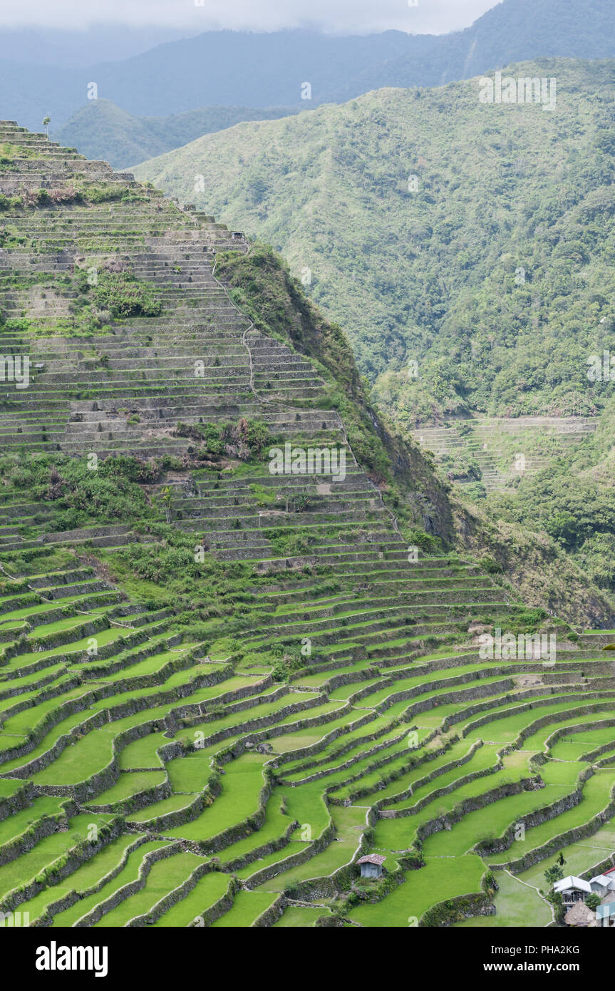 Rice terraces around Batad, Luzon Island, Philippines Stock Photo - Alamy