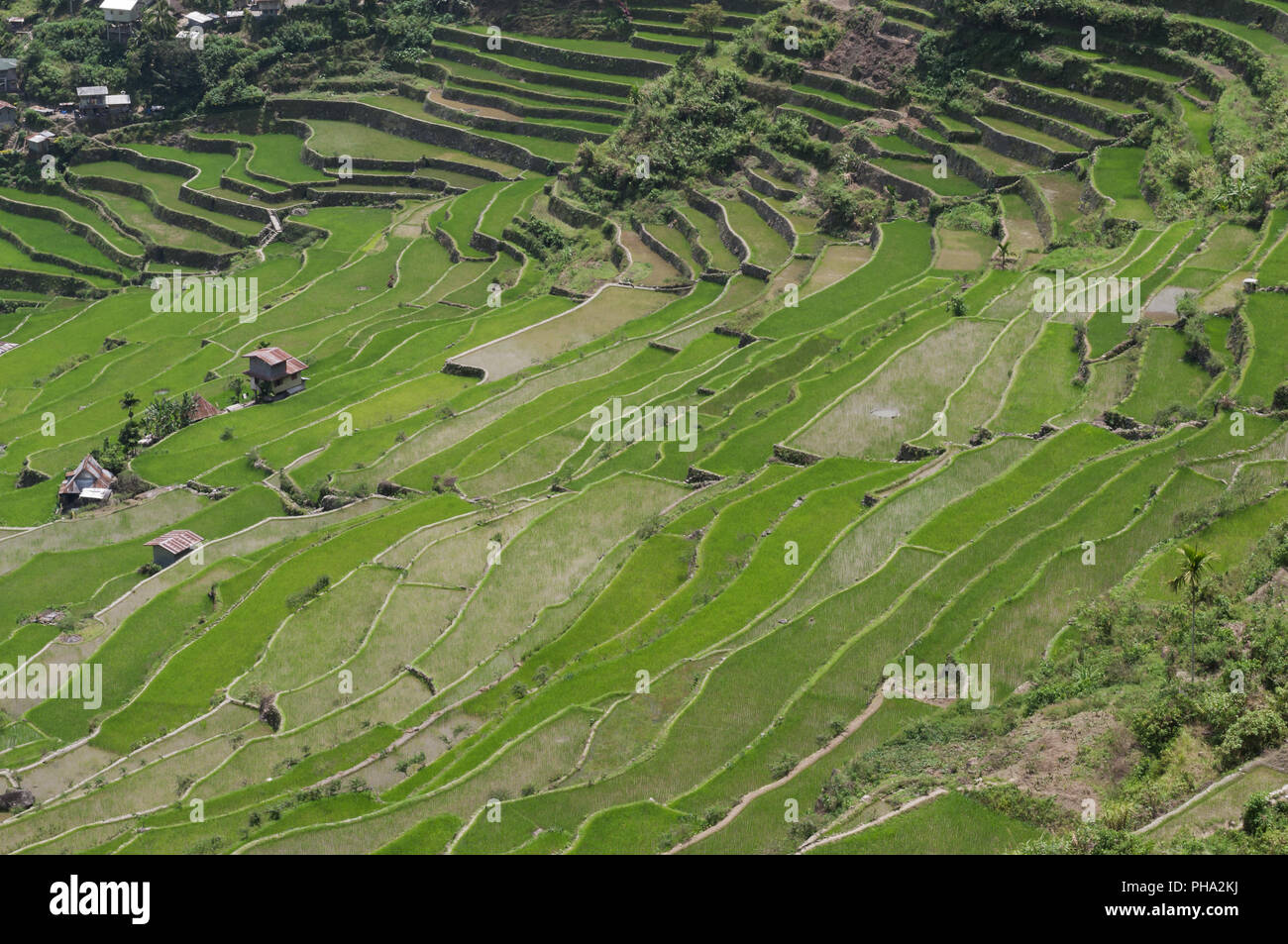 Rice terraces around Batad, Luzon Island, Philippines Stock Photo - Alamy