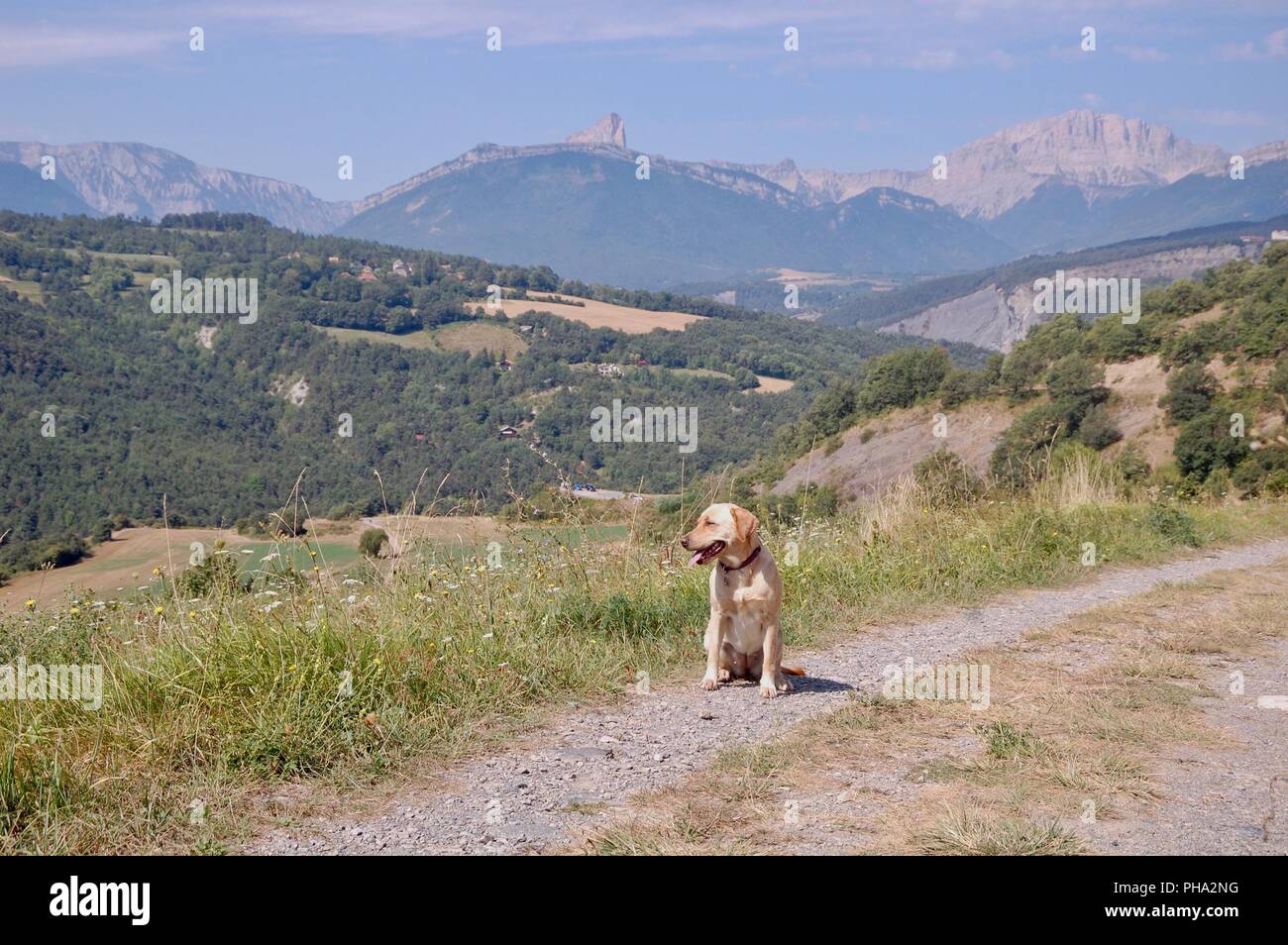 labrador in france alps Stock Photo - Alamy