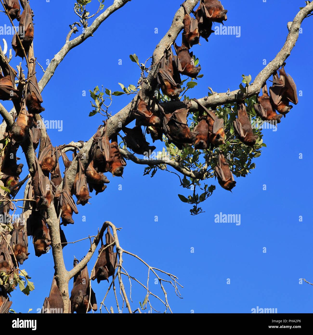 Fruit bat hanging in tree hi-res stock photography and images - Alamy