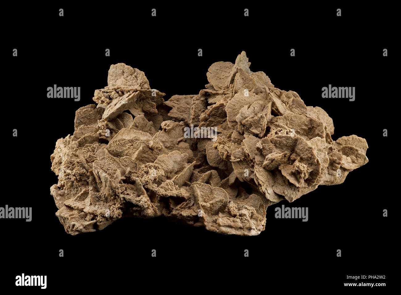 Isolated pink red desert sand rose on black background (size is 43 cm ...