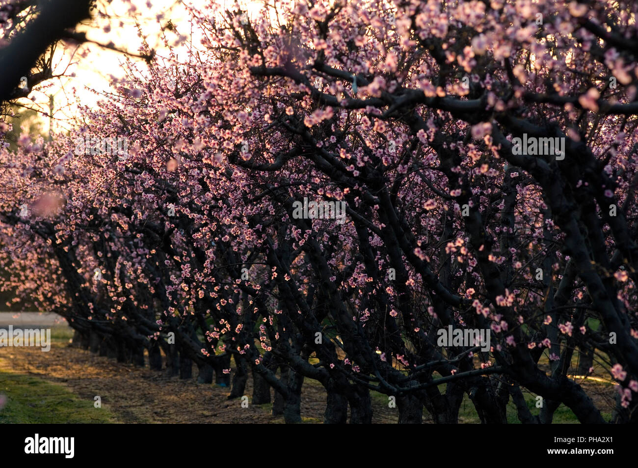 Peach Trees - Flowering (Persica vulgaris) - Southern France Pêchers en ...