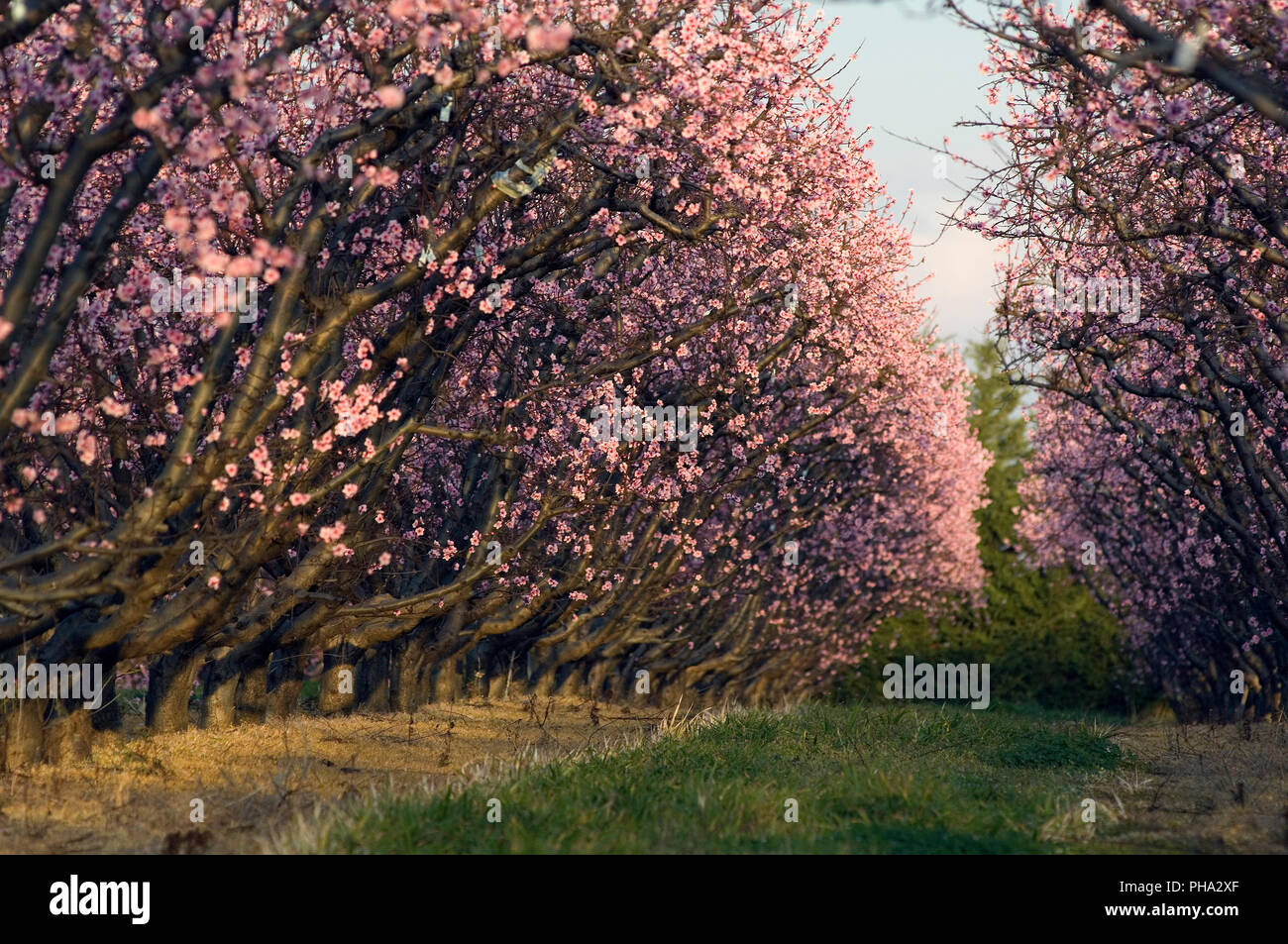 Peach Trees - Flowering (Persica vulgaris) - Southern France Pêchers en ...