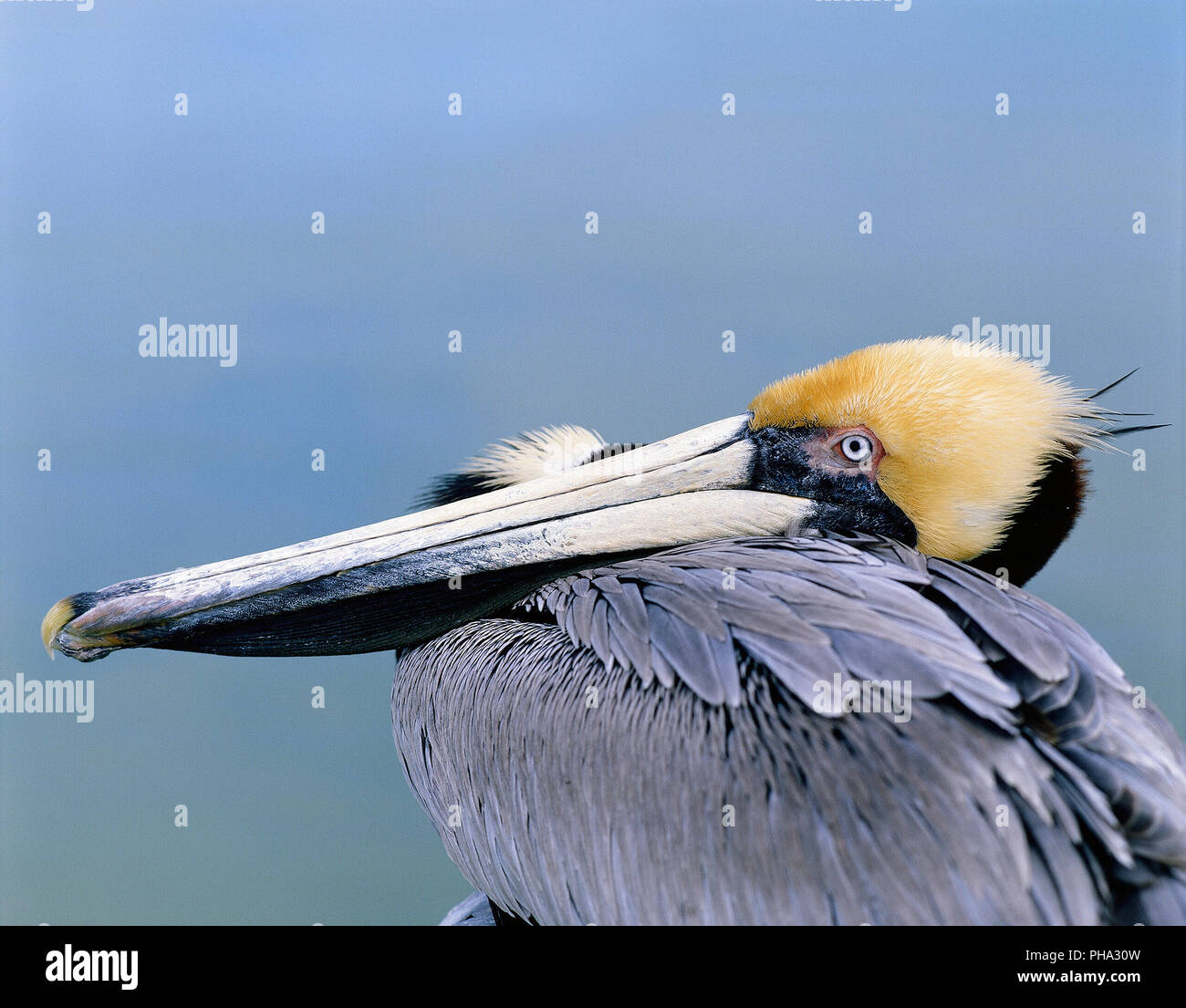 Pelecan hi-res stock photography and images - Alamy