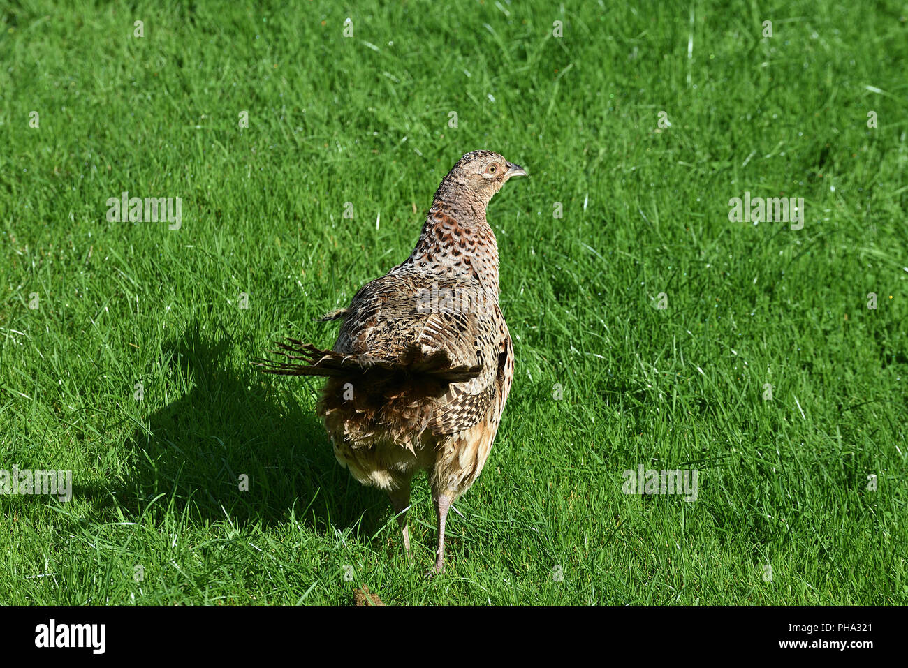 Flying hen pheasant hi-res stock photography and images - Alamy