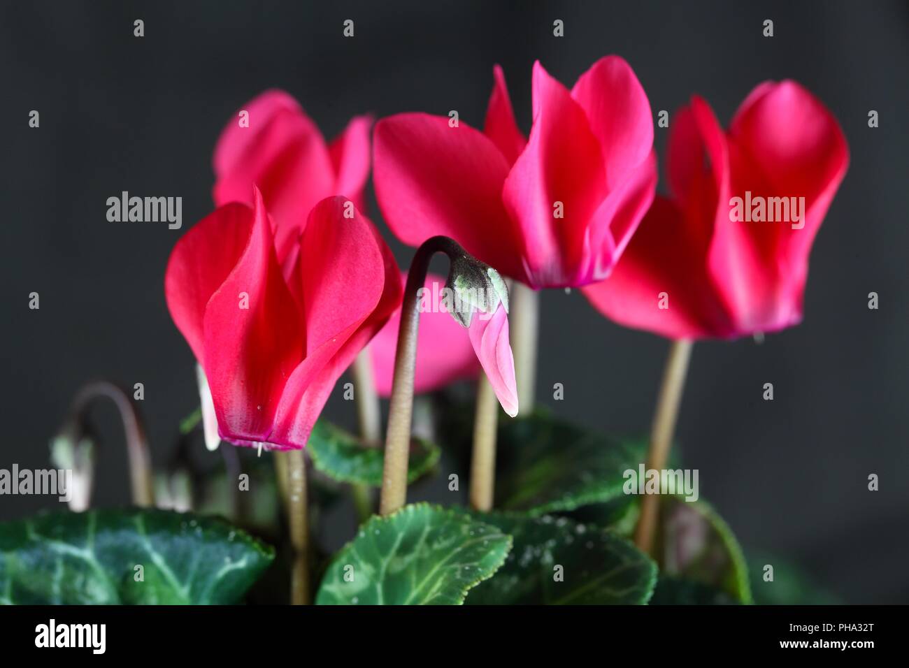 Red flower of a Persian cyclamen (Cyclamen persicum Stock Photo - Alamy