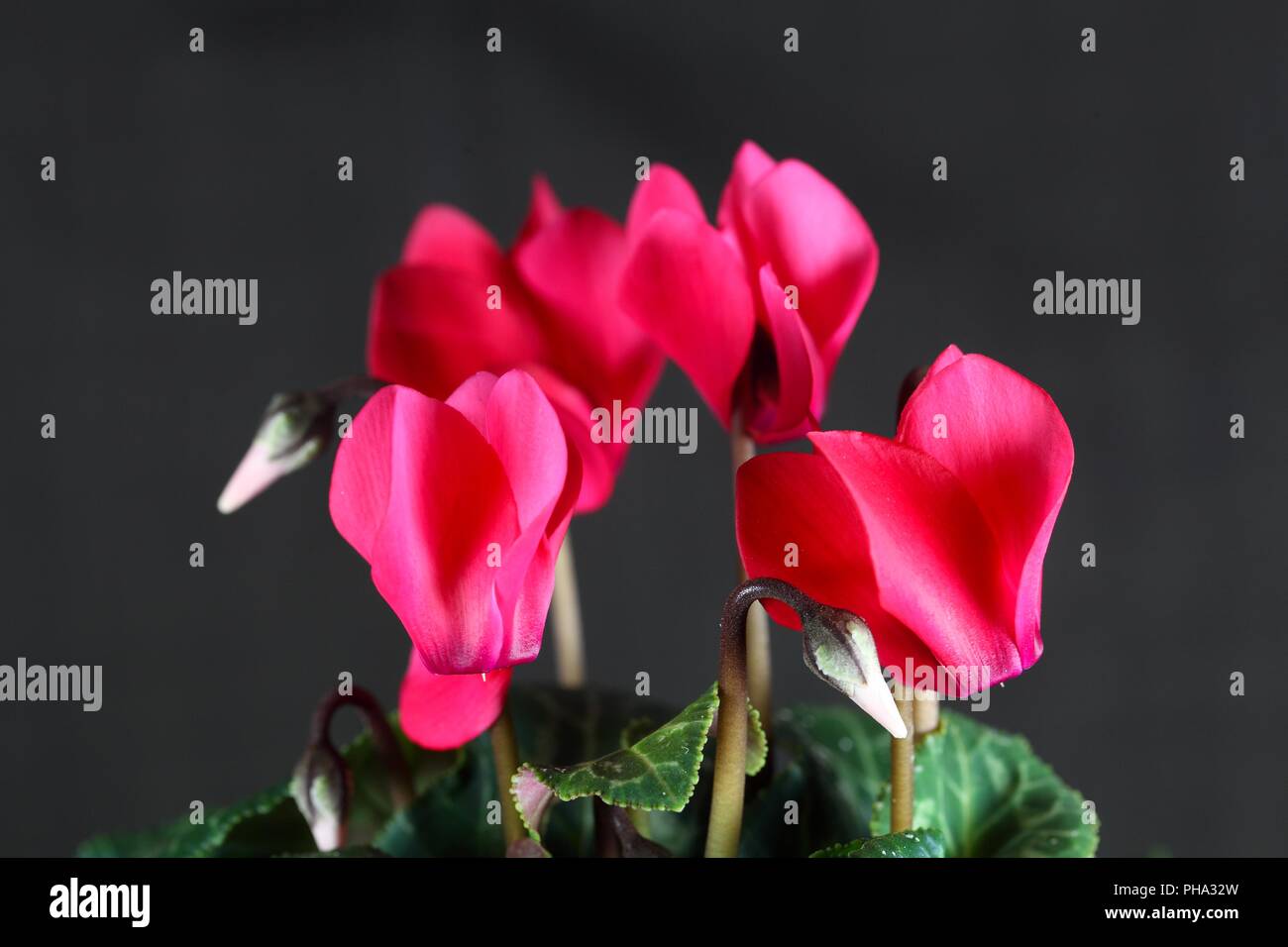 Red persian cyclamen hi-res stock photography and images - Alamy