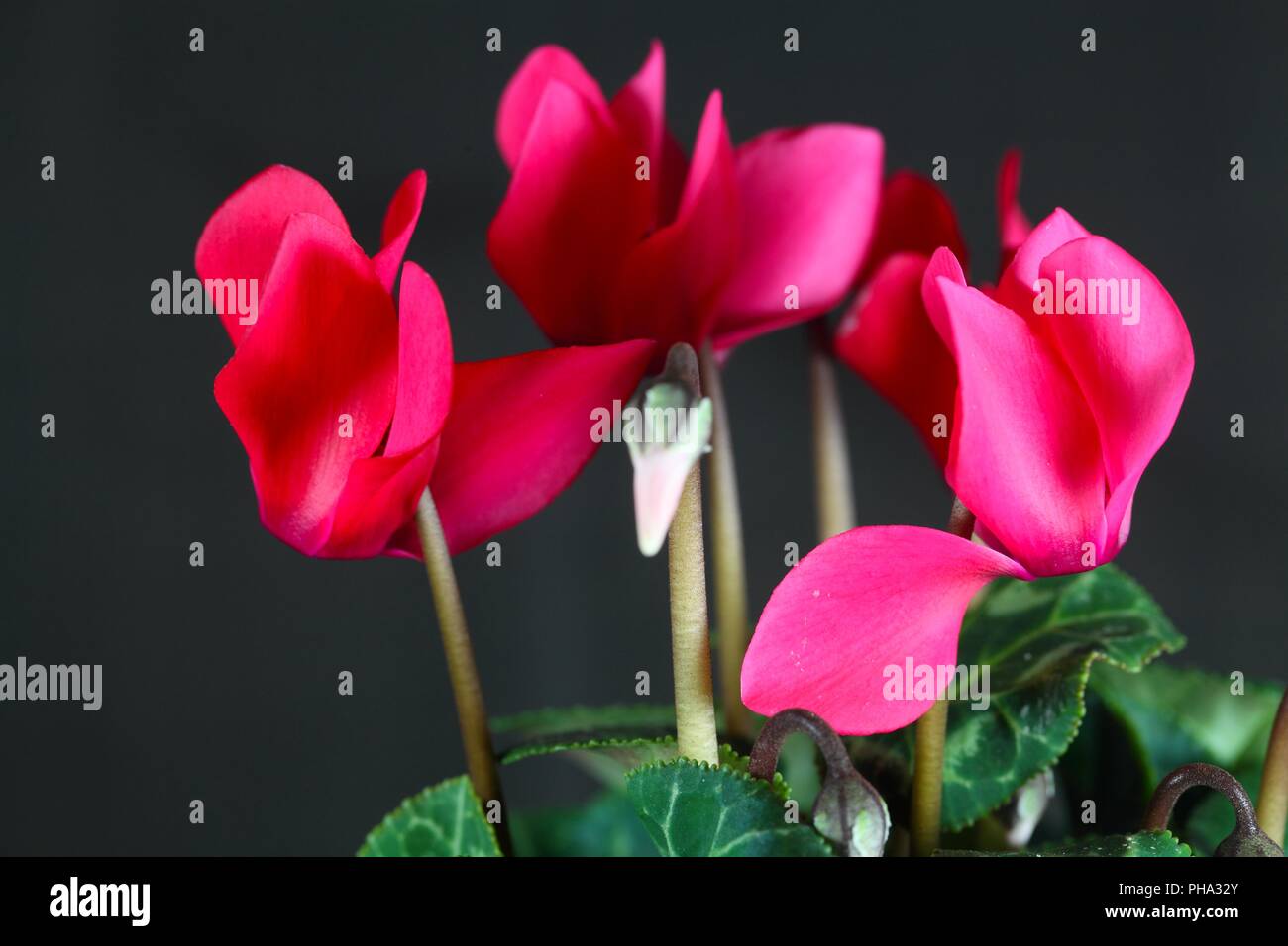 Red flower of a Persian cyclamen (Cyclamen persicum Stock Photo - Alamy