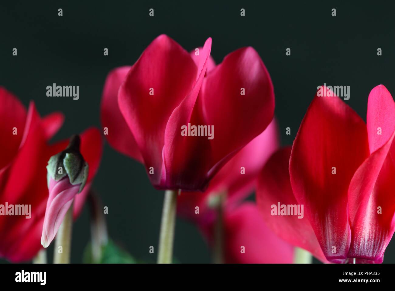 Red flower of a Persian cyclamen (Cyclamen persicum Stock Photo - Alamy