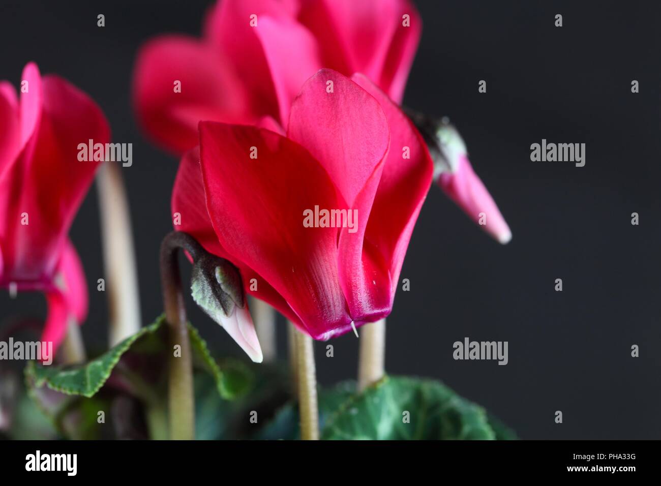 Cyclamen persicum florist hi-res stock photography and images - Alamy