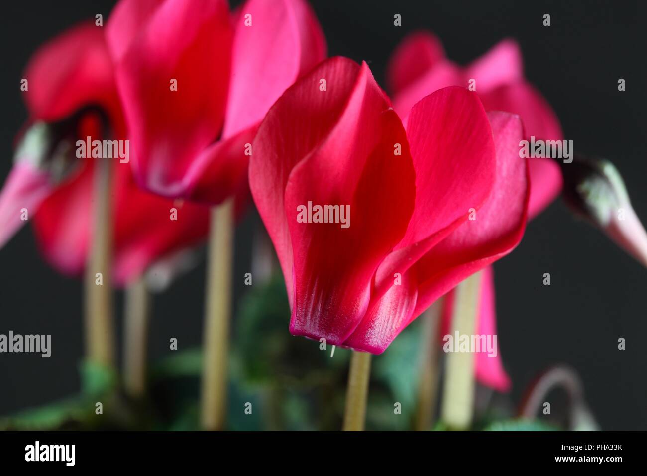 Red flower of a Persian cyclamen (Cyclamen persicum Stock Photo - Alamy