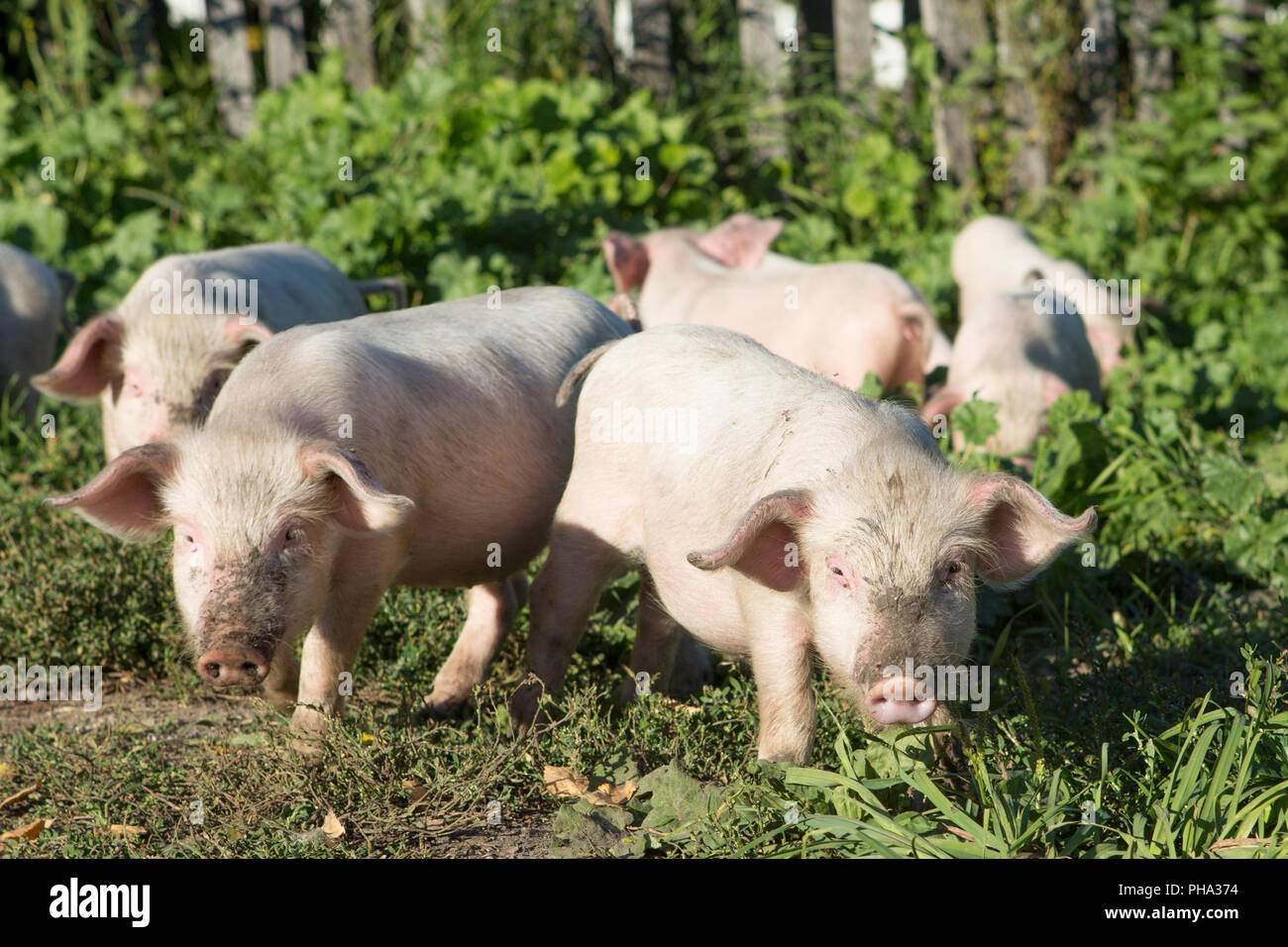 Cute piglet on the meadow Stock Photo - Alamy