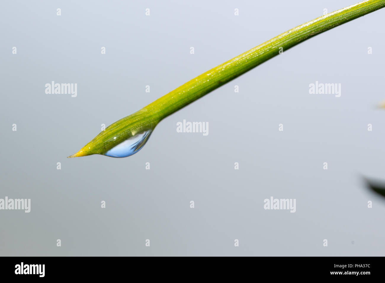 morning nature background with beautiful drop Stock Photo - Alamy