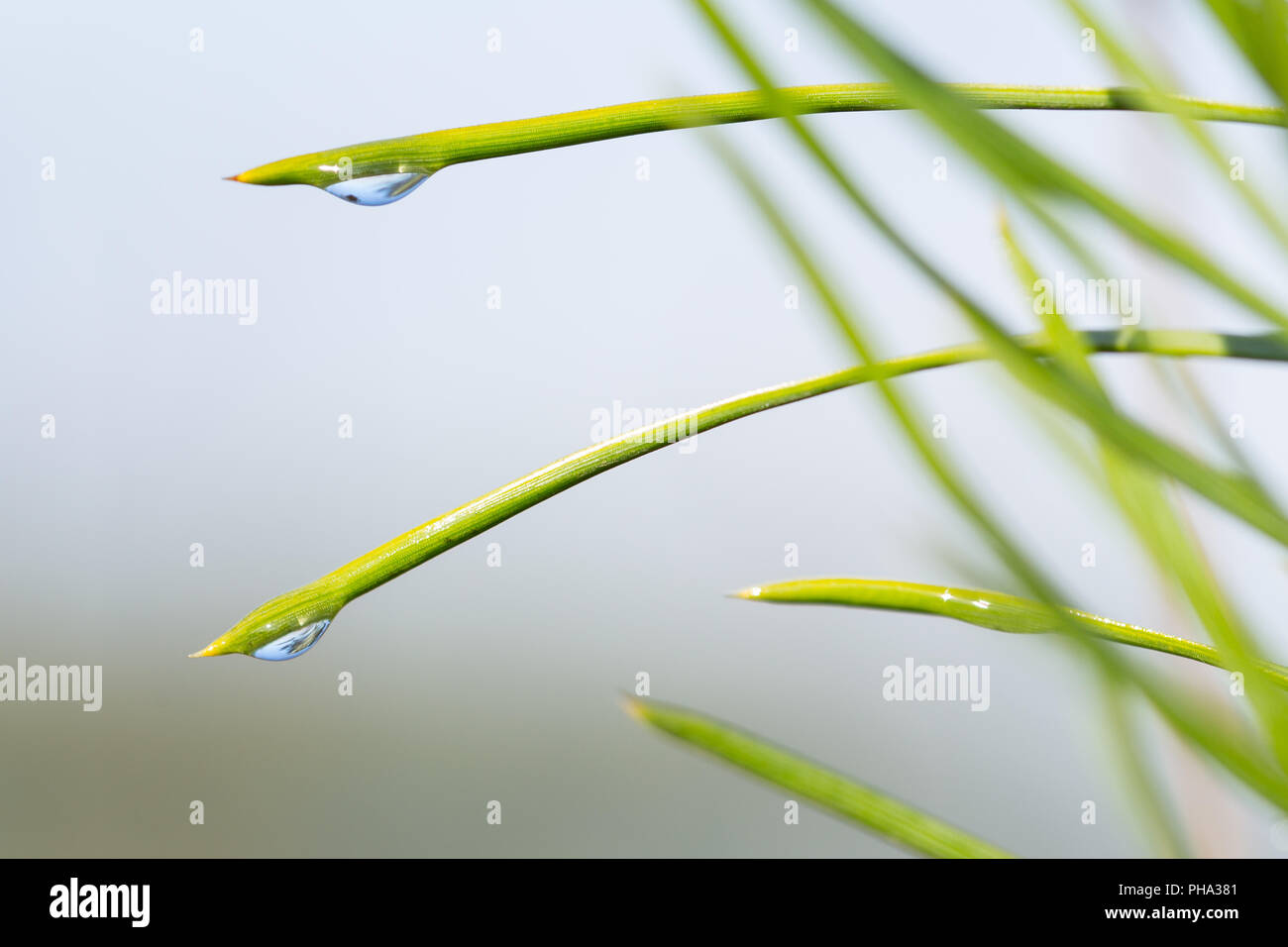 morning nature background with beautiful drop Stock Photo - Alamy