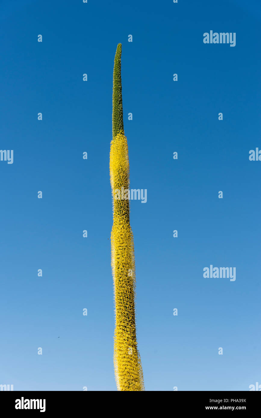 Tall cactus on background hi-res stock photography and images - Alamy
