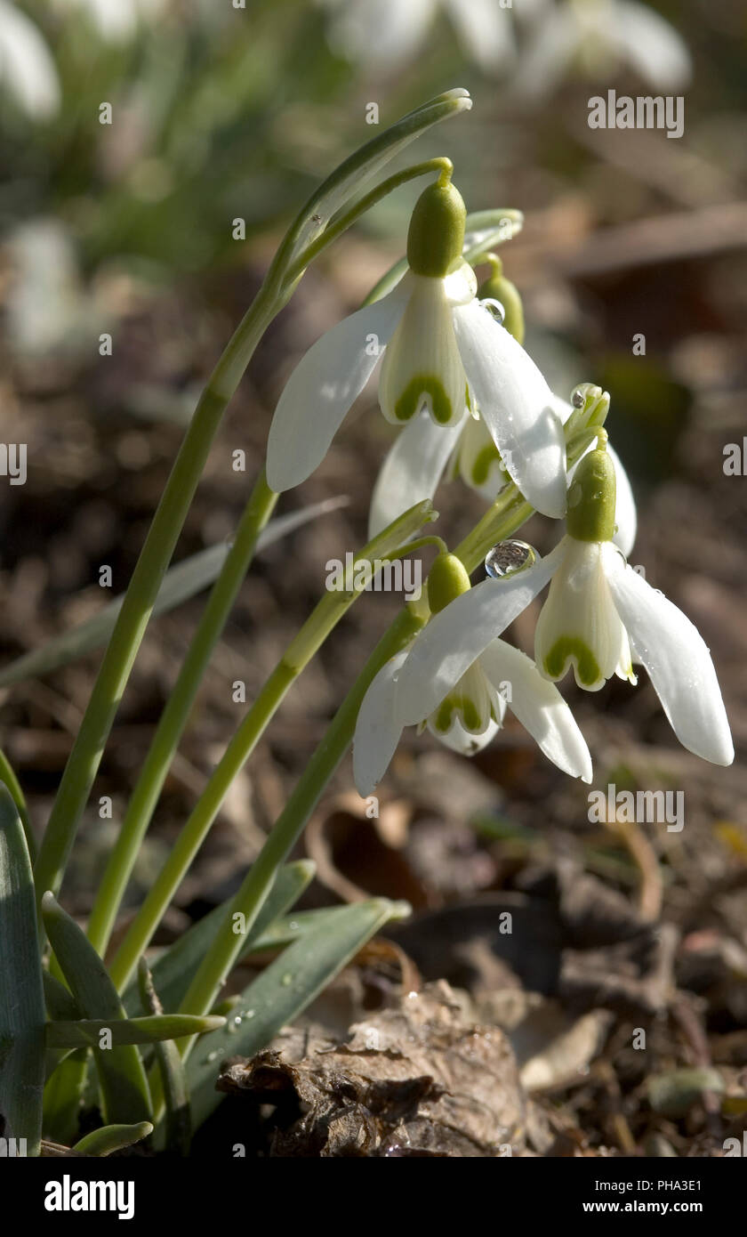Galanthus nivalis snow hi-res stock photography and images - Alamy