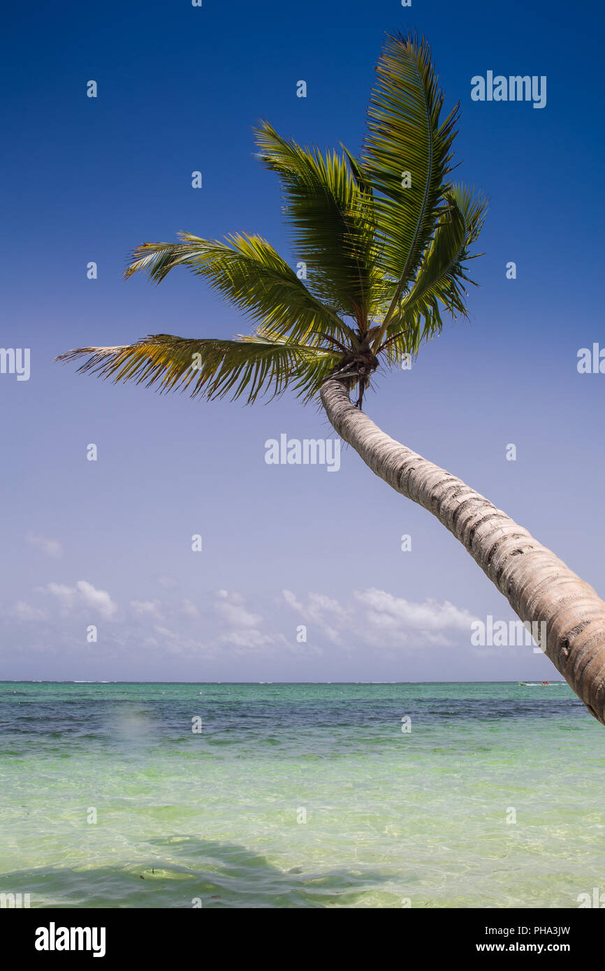 Beautiful palm tree over white sand beach Stock Photo - Alamy