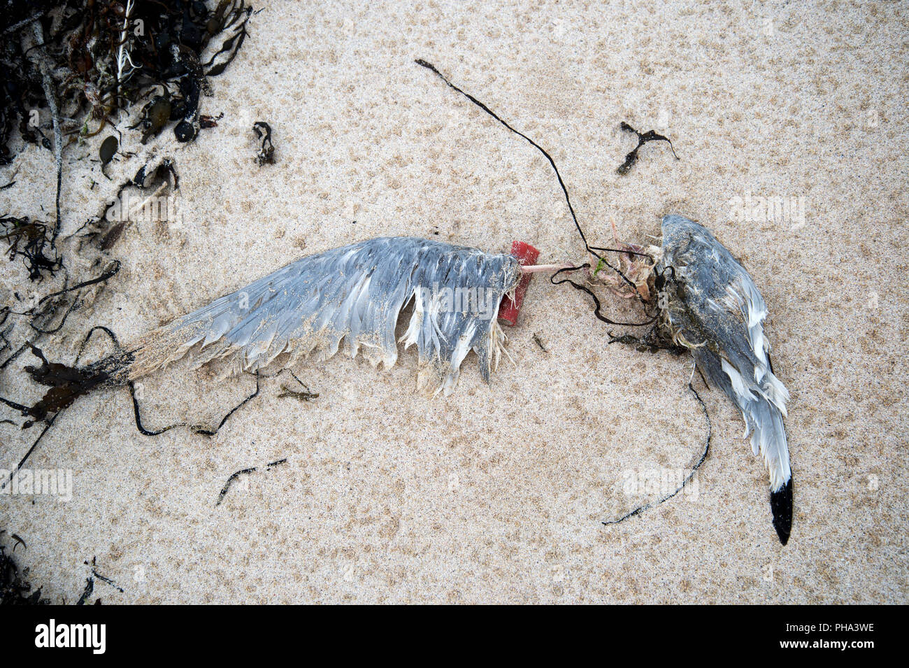 Scotland. Sutherland. Oldshoremore beach. Dead seagull Stock Photo - Alamy