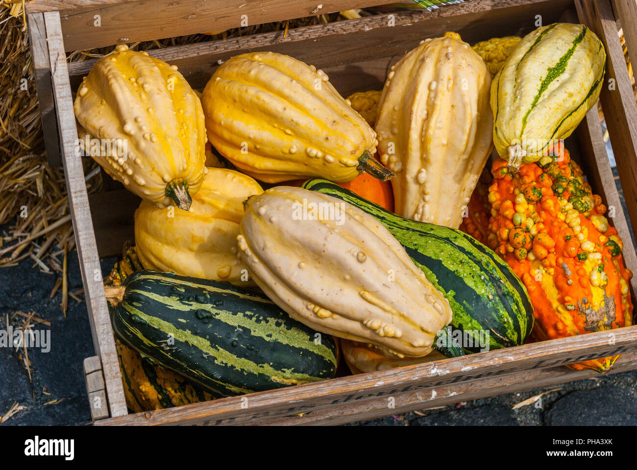 Dry leaf small pumpkins hi-res stock photography and images - Alamy