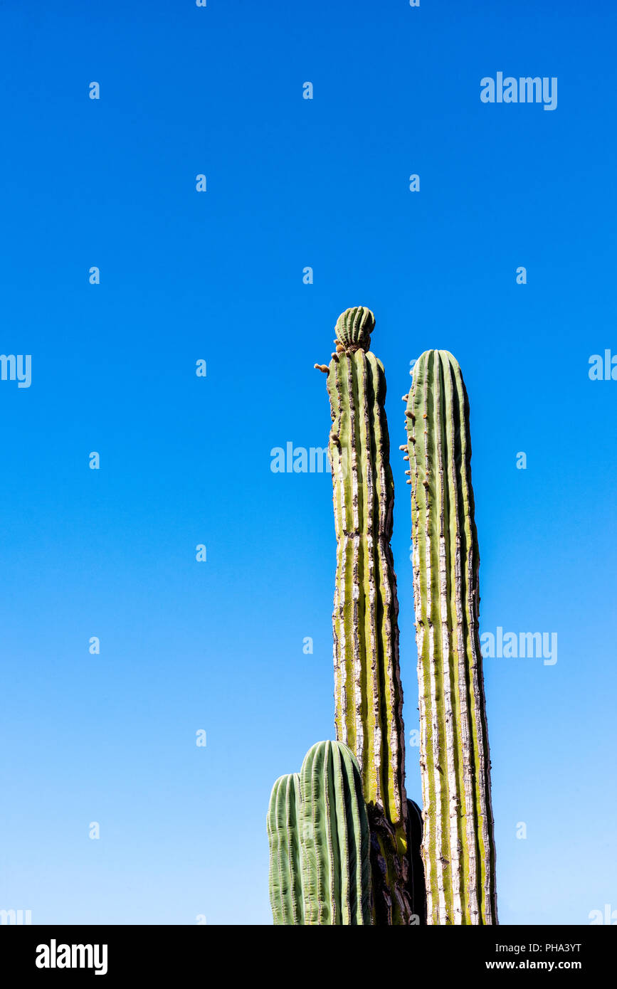 Southwest cactus hi-res stock photography and images - Alamy