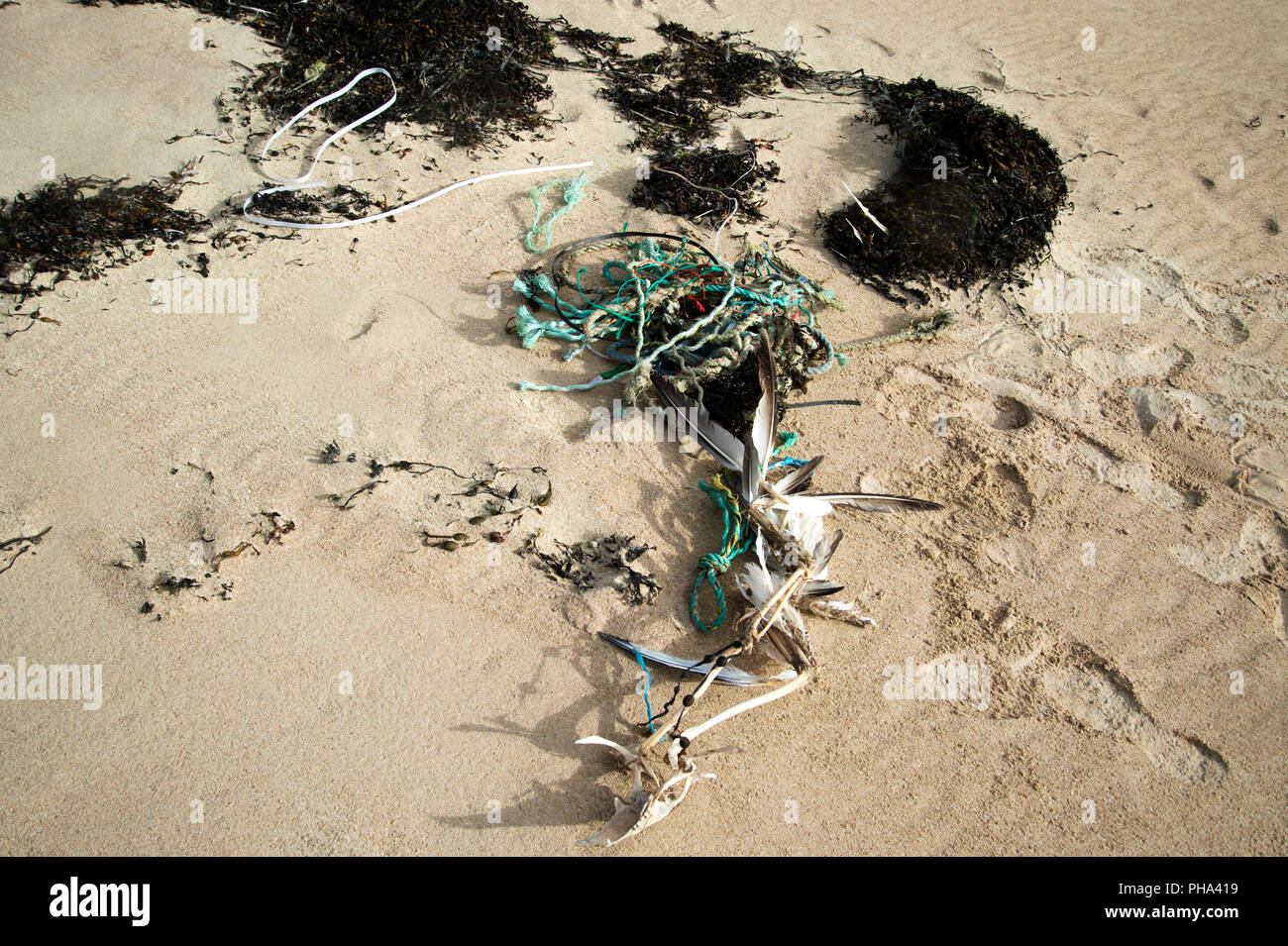 Scotland. Sutherland. Oldshoremore beach. Dead seagull Stock Photo - Alamy