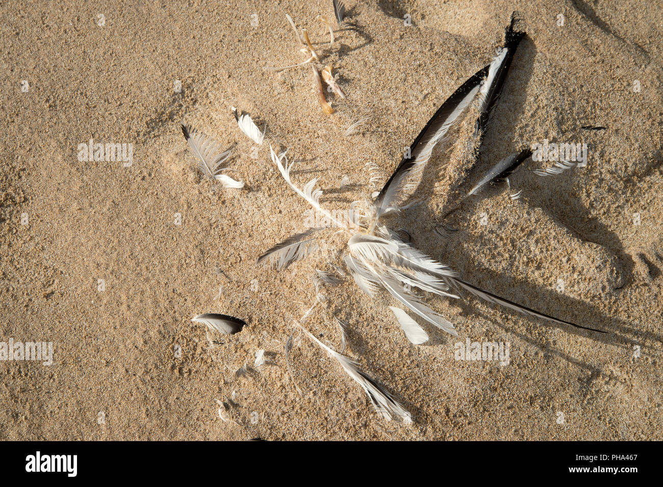Scotland. Sutherland. Oldshoremore beach. Dead seagull Stock Photo - Alamy