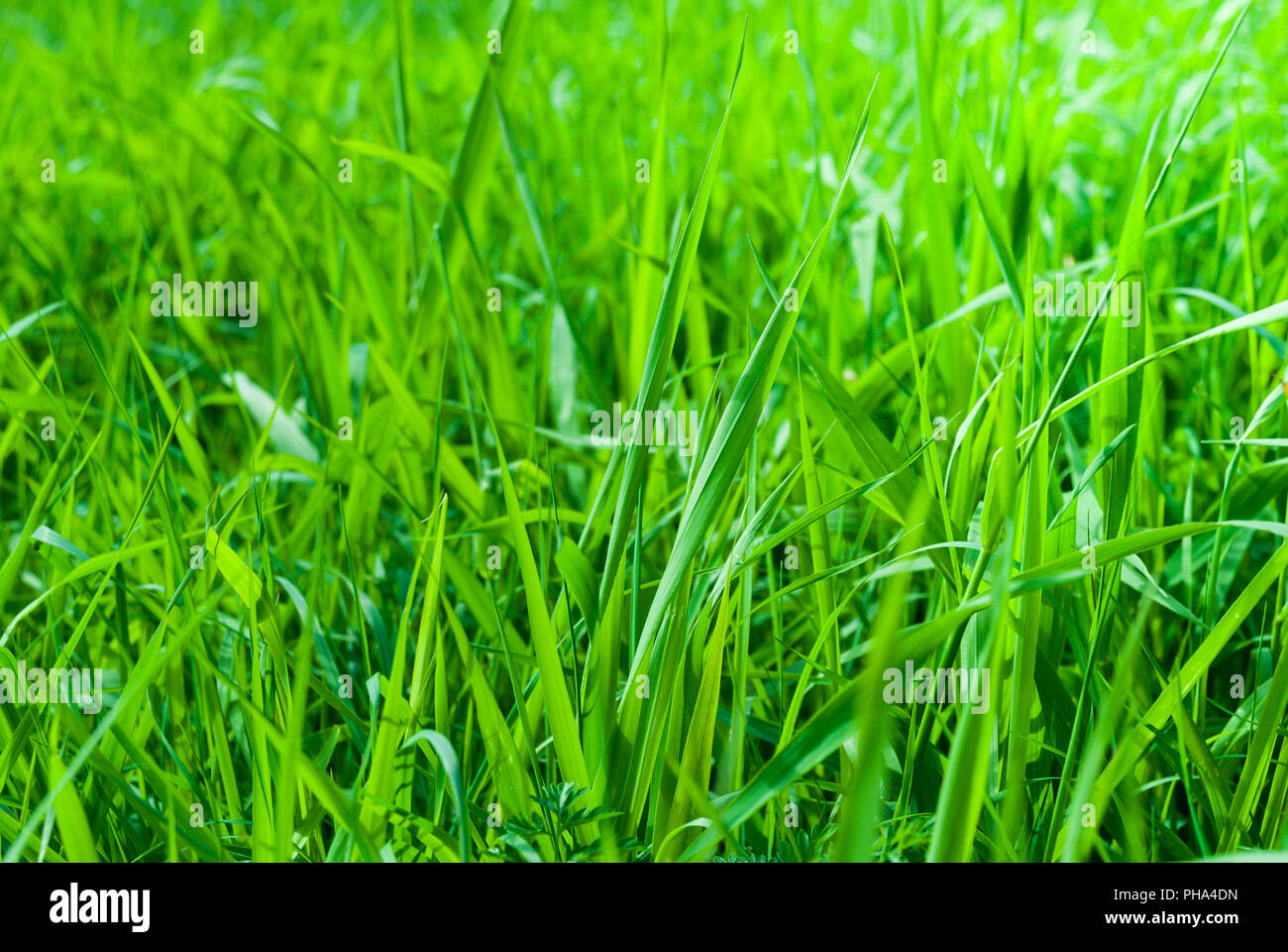Green fresh Meadow Background Stock Photo - Alamy