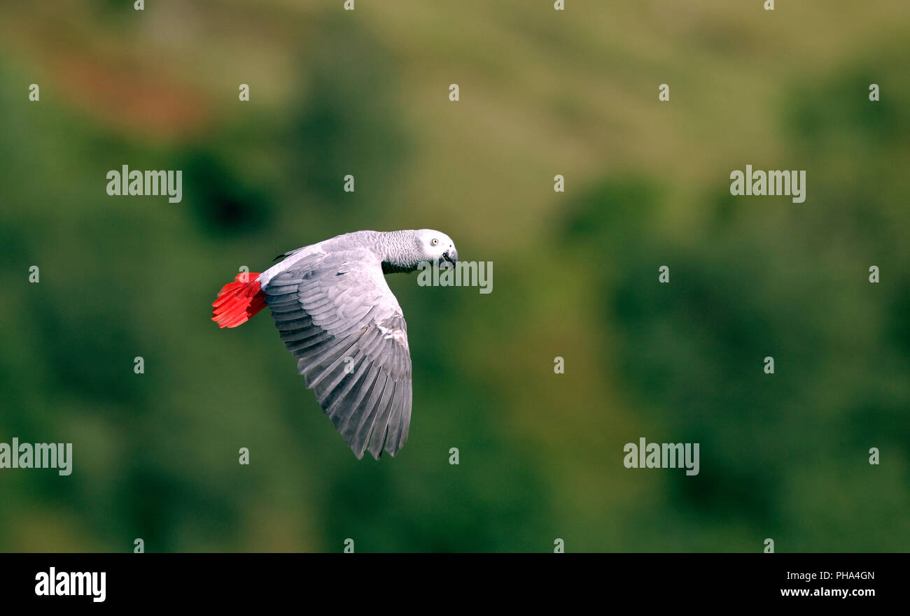 Gray Parrot - Flight (Psittacus erithacus) Perroquet gris - Jaco Stock ...