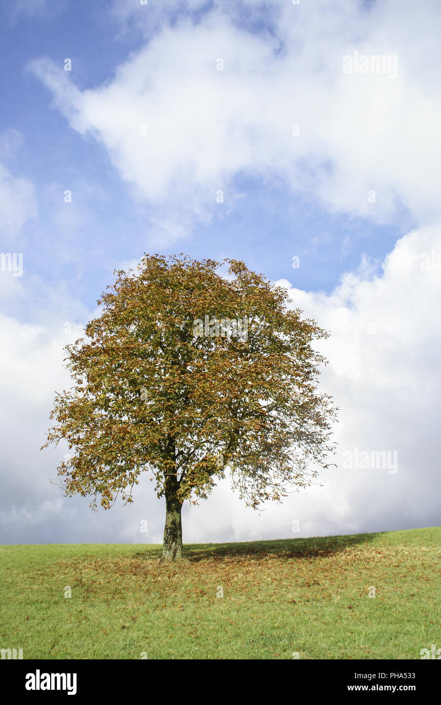 Chestnut hall hi-res stock photography and images - Alamy