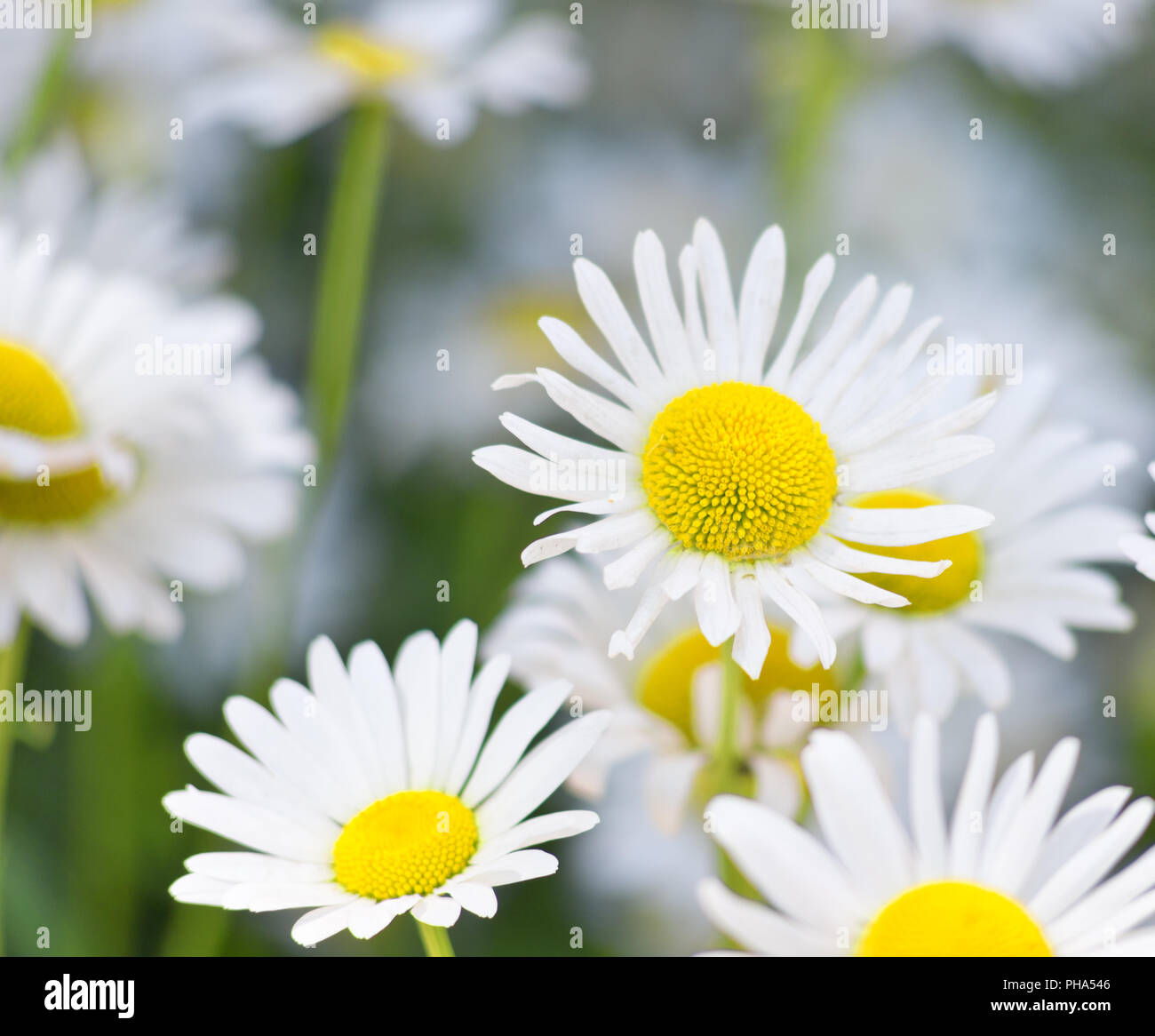 field of camomiles Stock Photo - Alamy