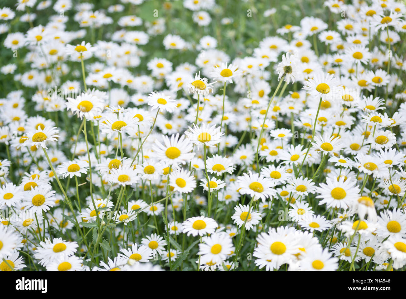 field of camomiles Stock Photo - Alamy