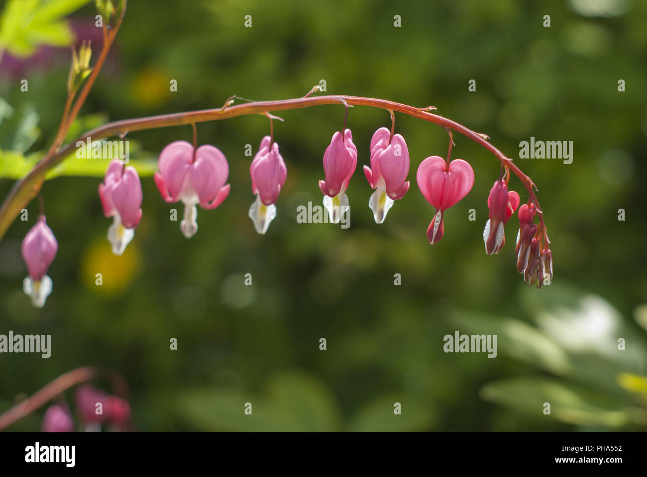 Heart bleeding hi-res stock photography and images - Alamy