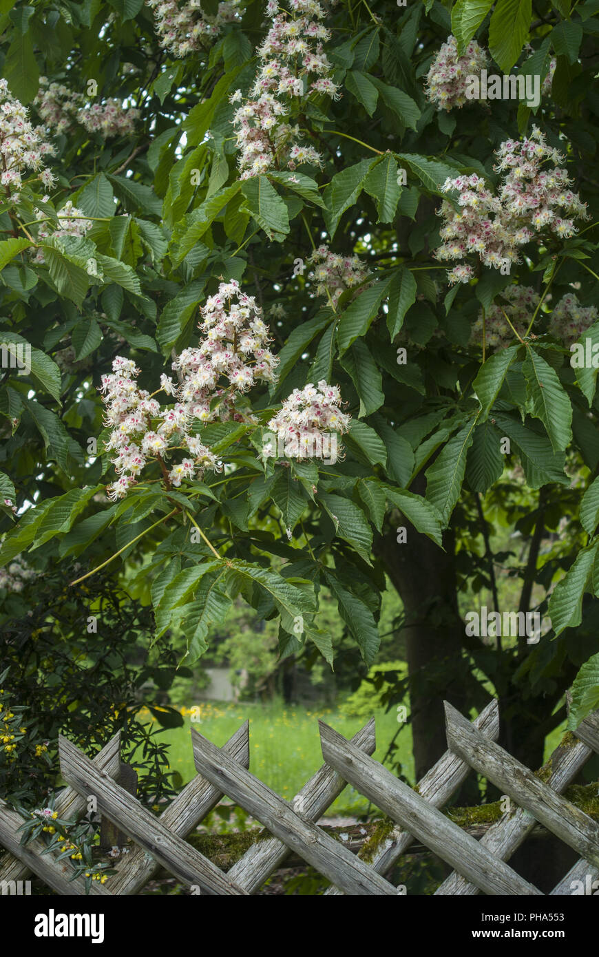 Chestnut tree bloom hi-res stock photography and images - Alamy