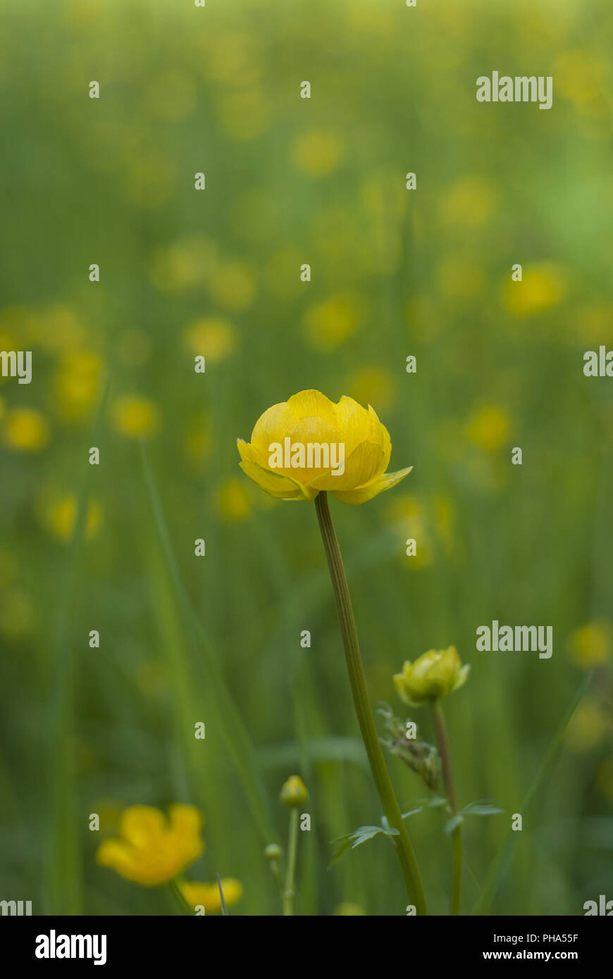 Marsh flower hi-res stock photography and images - Alamy