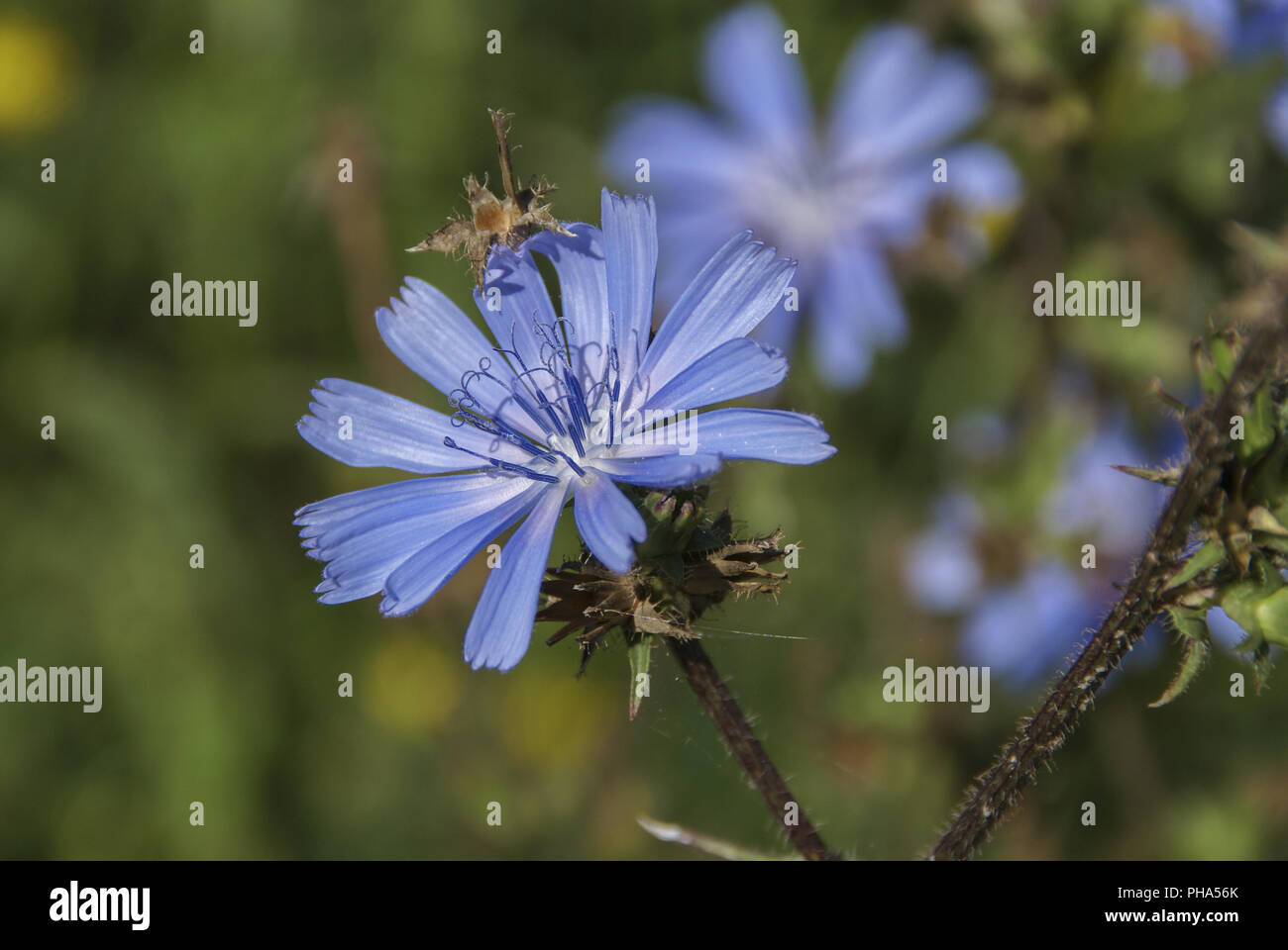 Common chicory farming hi-res stock photography and images - Alamy