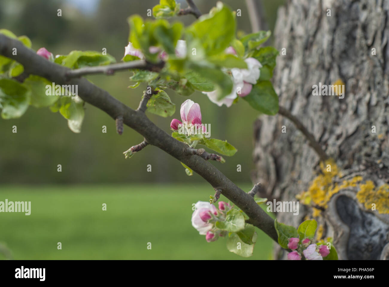 The tree is in full boom in spring hi-res stock photography and images ...