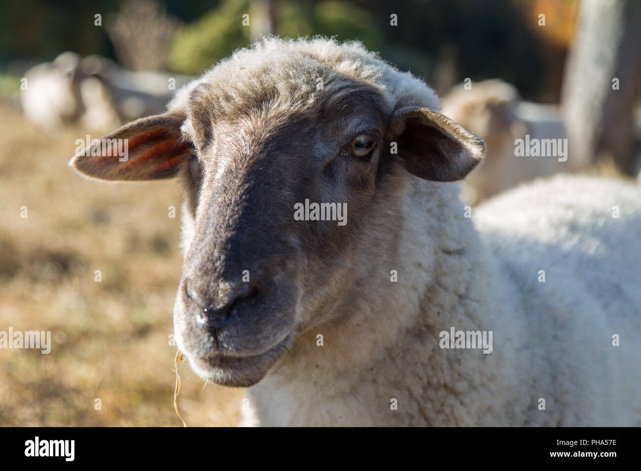 Too close to sheep hi-res stock photography and images - Alamy